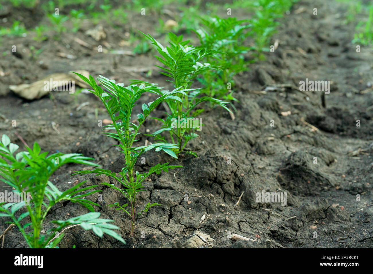 marigold. Crops growing in rich black soil outdoor with copy space ...