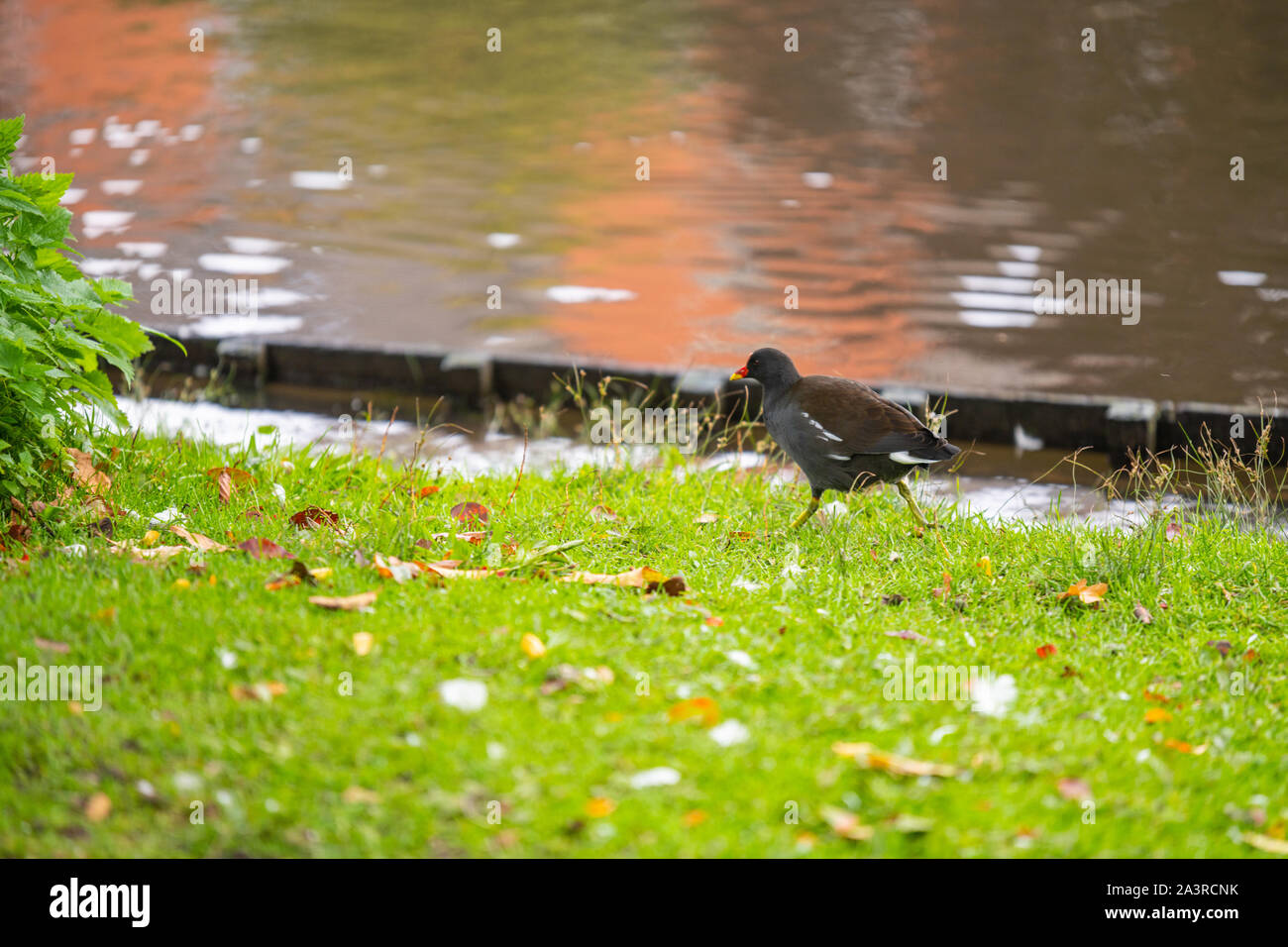 Focus on relaxed wild birds nipping on a leg Stock Photo - Alamy