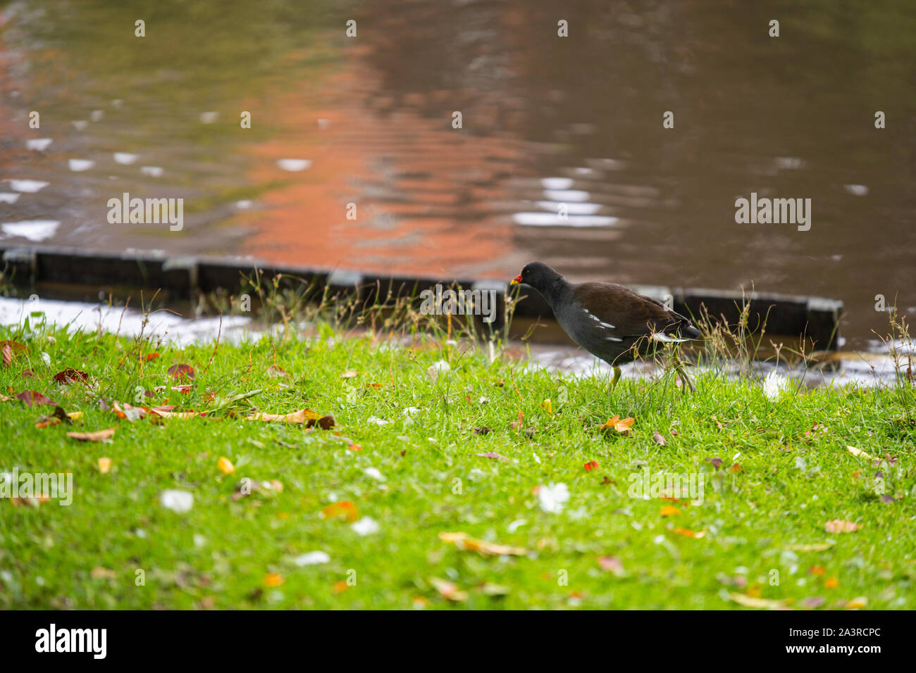 Focus on relaxed wild birds nipping on a leg Stock Photo - Alamy