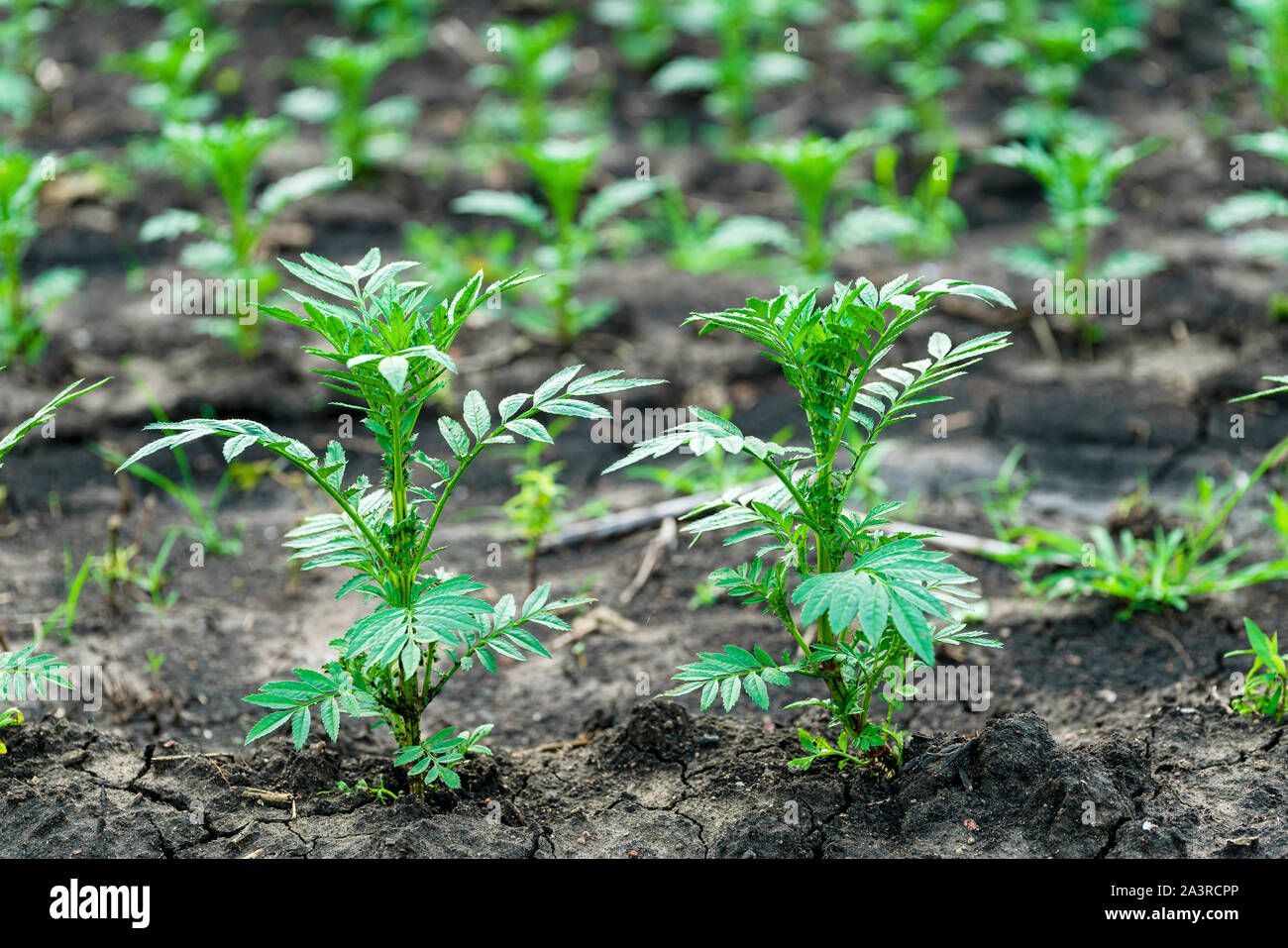 marigold. Crops growing in rich black soil outdoor with copy space ...