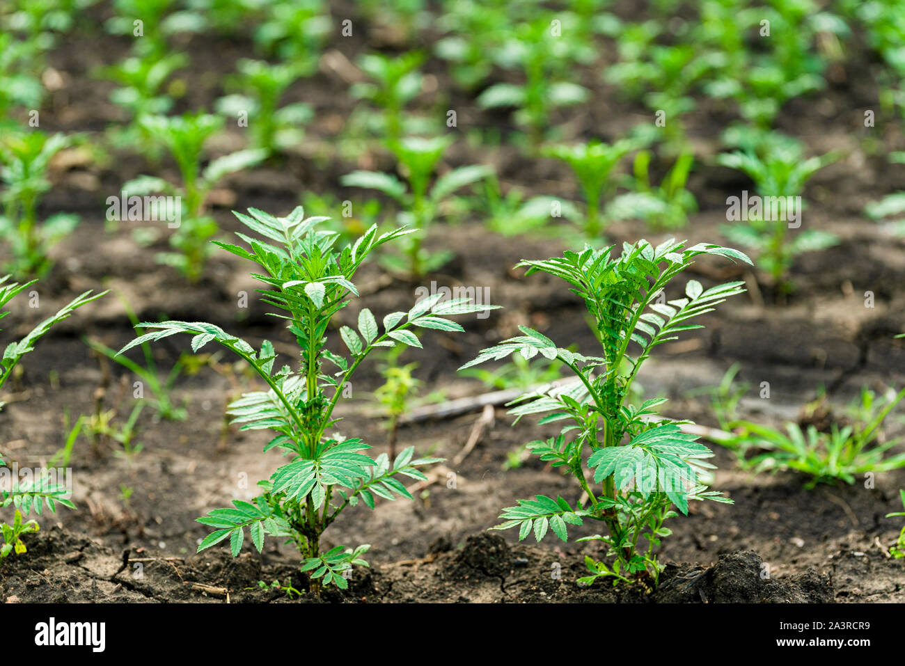 marigold. Crops growing in rich black soil outdoor with copy space ...