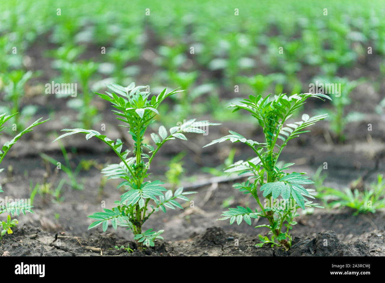 marigold. Crops growing in rich black soil outdoor with copy space ...