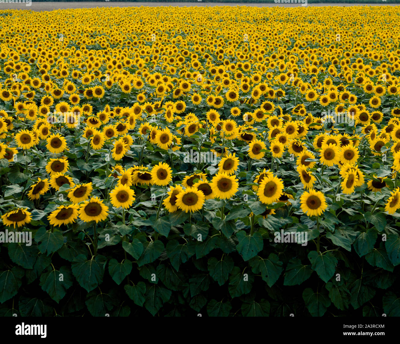 Sunflowers in Wisconsin Stock Photo - Alamy