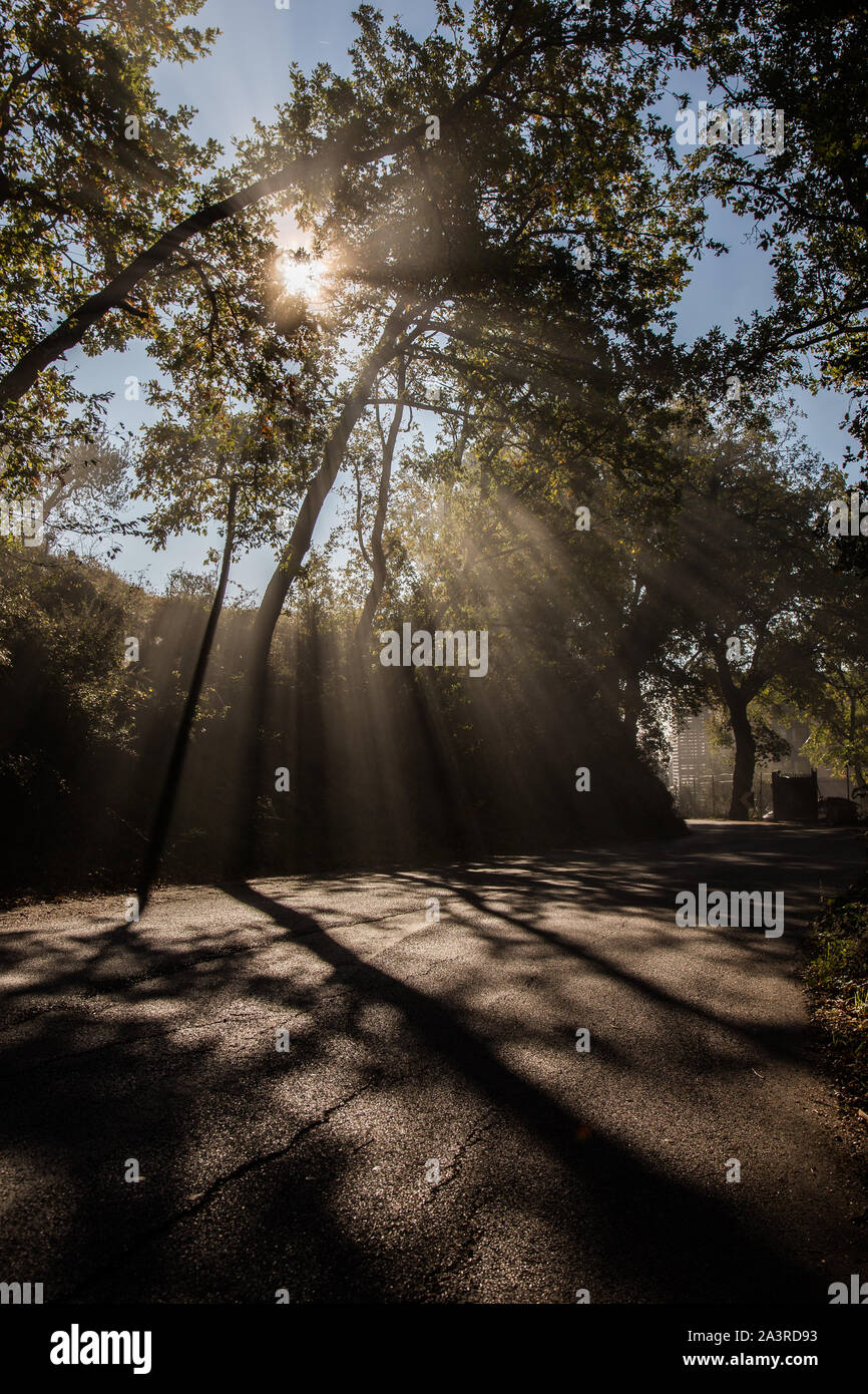 View of a road with sunrays cutting through the mist, and creating beautiful trees shadows ...