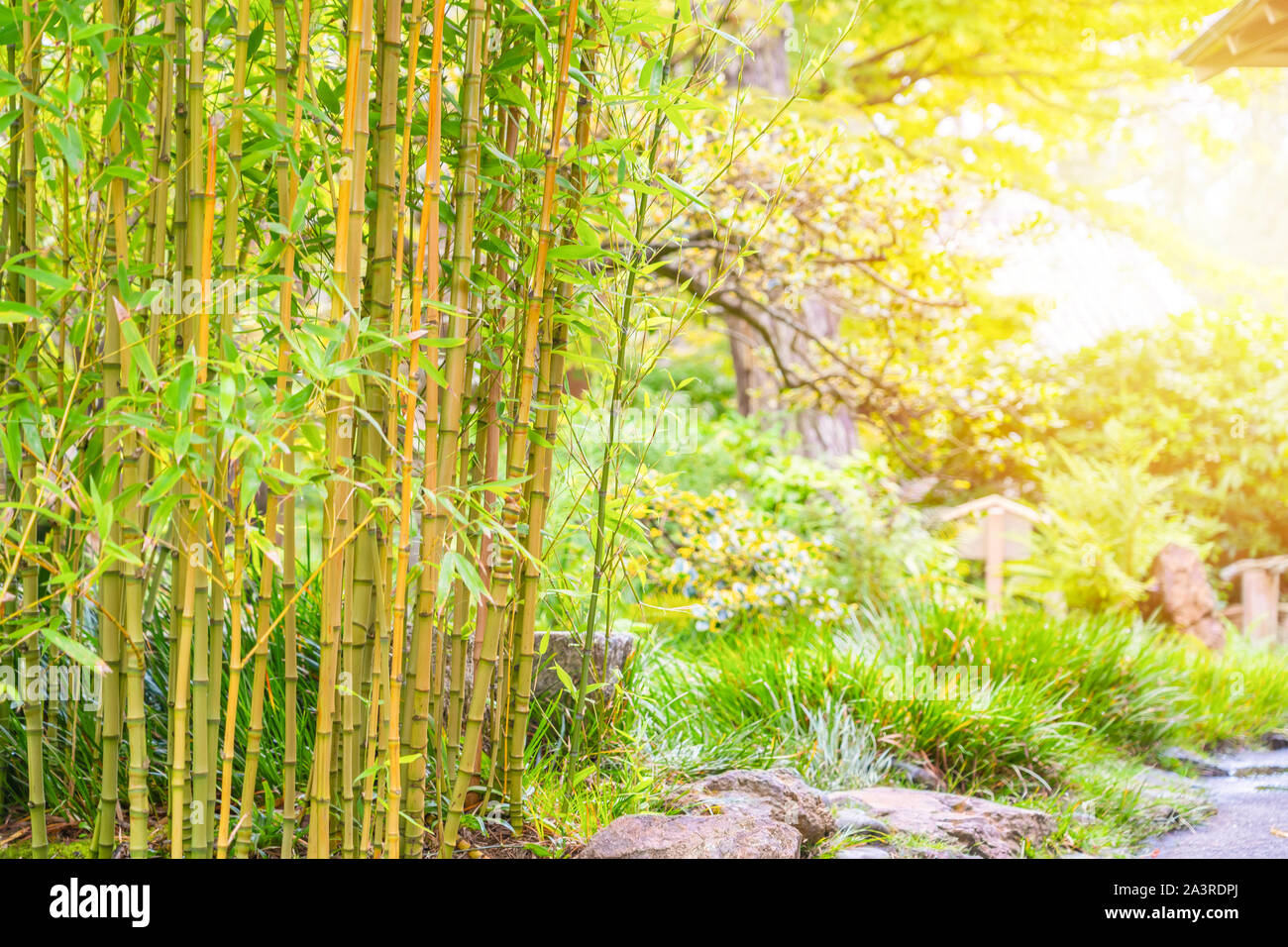 Bamboo Trees in Japanese Tea Garden with sunlight Stock Photo - Alamy