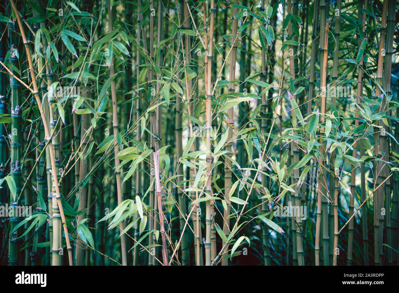 Bamboo Trees in Japanese Tea Garden Stock Photo - Alamy