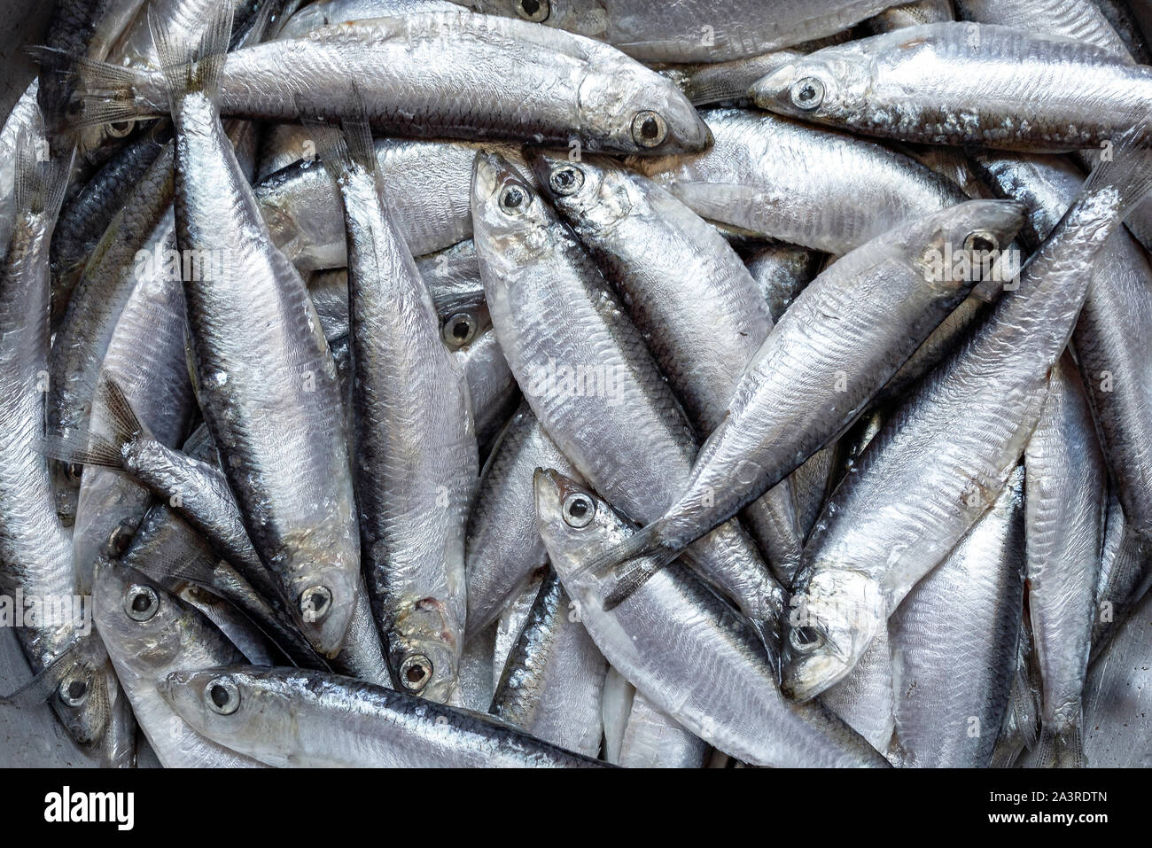 Sprat High Resolution Stock Photography and Images - Alamy