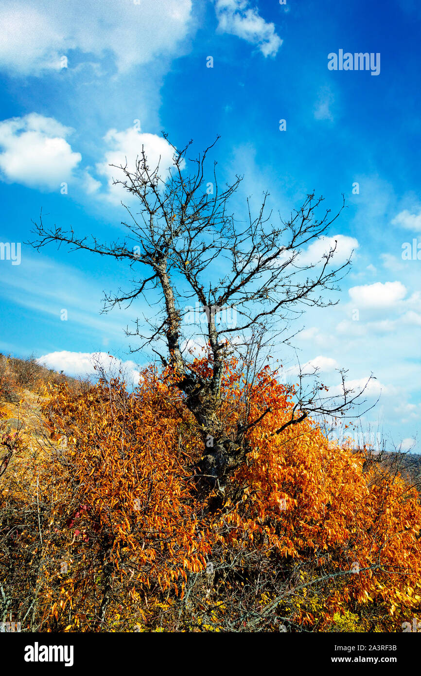 Autumn in Chenarbon Stock Photo - Alamy