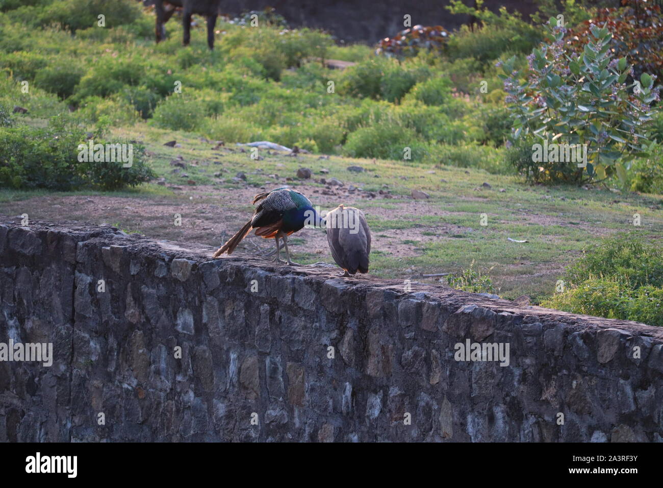The royal beauty of the jungle. Peacock bird. Peacock or male peafowl ...
