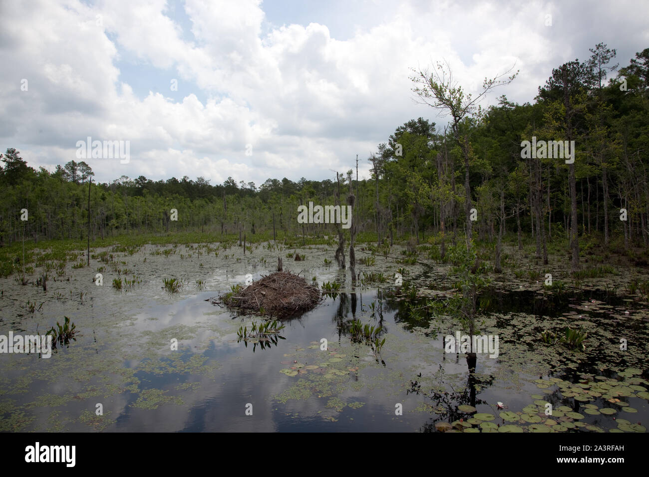 Swampland species hi-res stock photography and images - Alamy