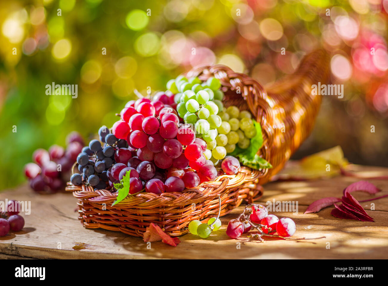 Autumn still life with ripe different grape varieties. Behind the ...