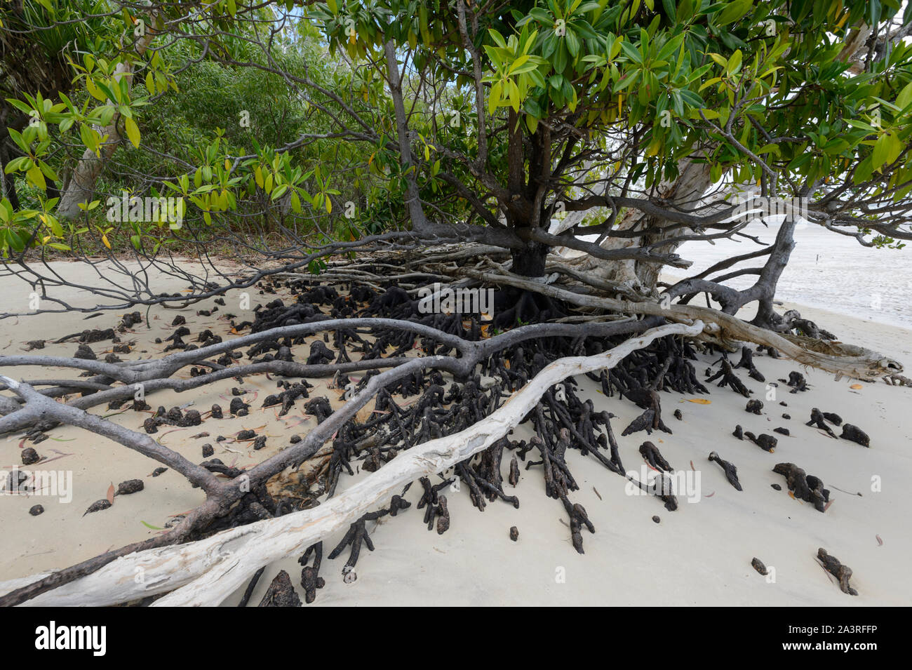 Tangled aerial roots of a paperbark tree and mangrove on the beach ...
