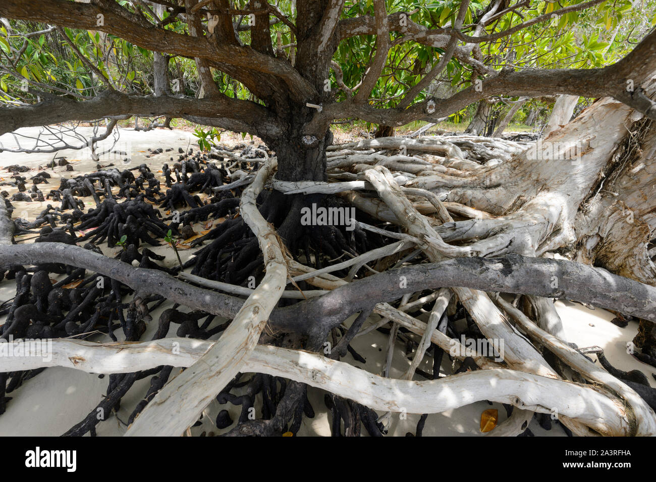 Paperbark tree hi-res stock photography and images - Alamy