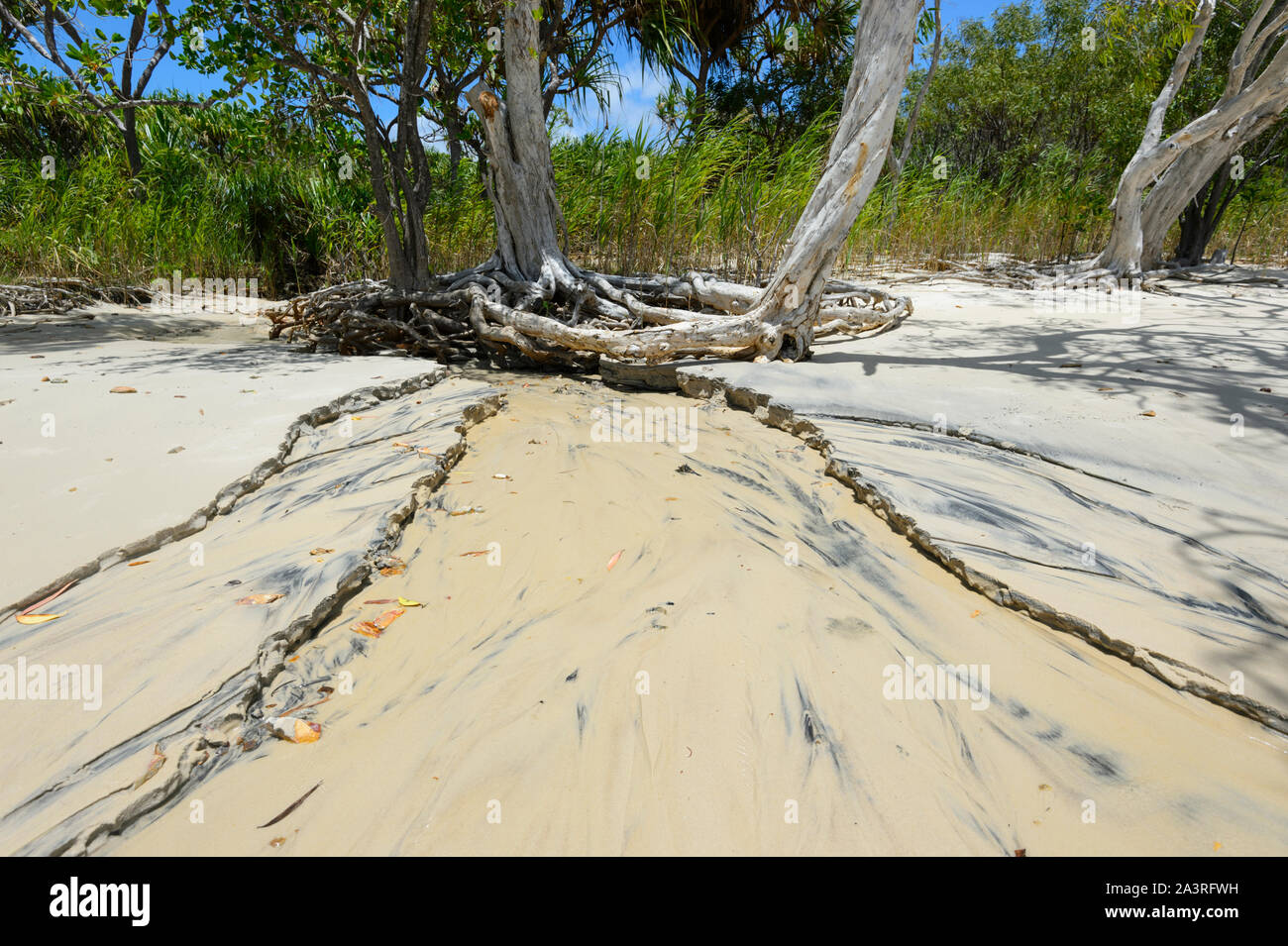 Roots of a paperbark tree have been exposed by a running creek, Elim ...