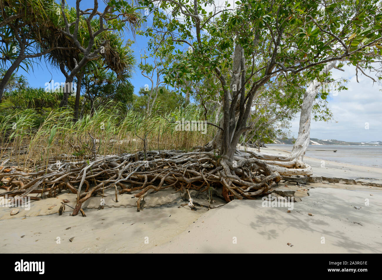 Australian paperbark tree hi-res stock photography and images - Alamy