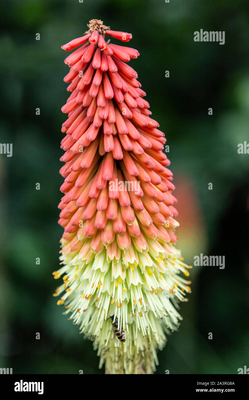 Red hot poker flower hi-res stock photography and images - Alamy