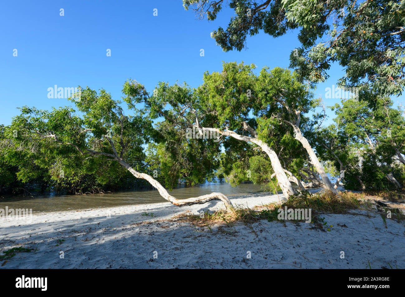 A row of twisted paperbark trees growing by the beach, Elim Beach, Far ...
