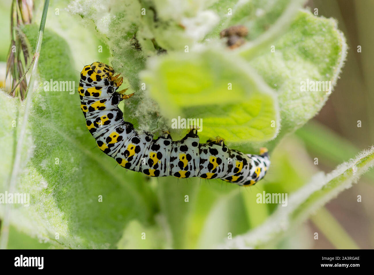 Caterpillar macro photography hi-res stock photography and images - Alamy