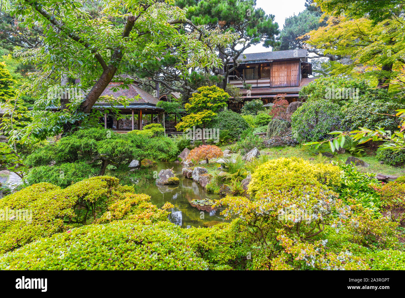 Golden japanese forest grass hi-res stock photography and images - Alamy
