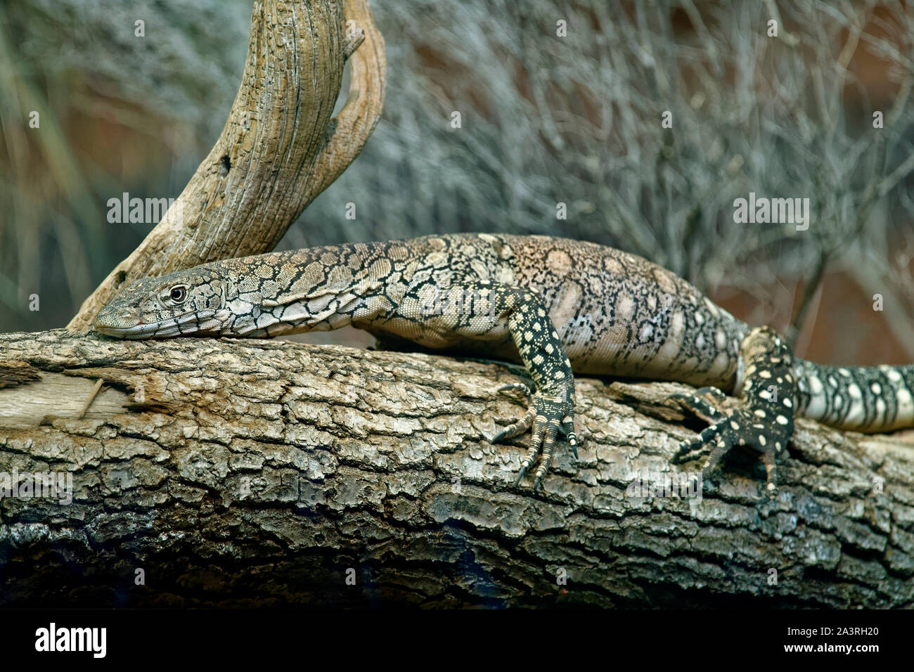 Varanus giganteus hi-res stock photography and images - Alamy