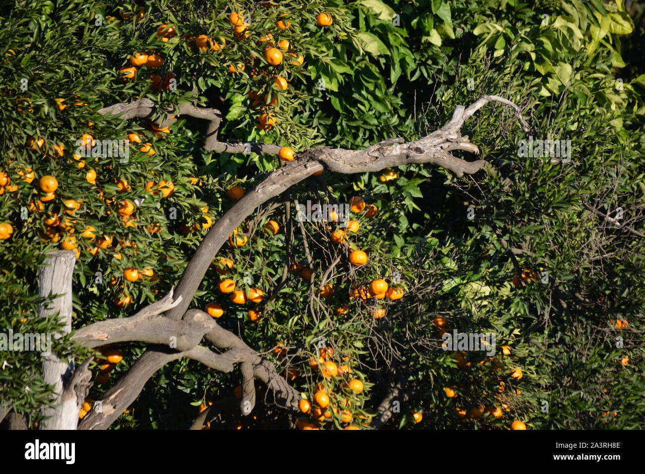 The natural landscape of Oba, Alanya in Turkey with its beautiful ...