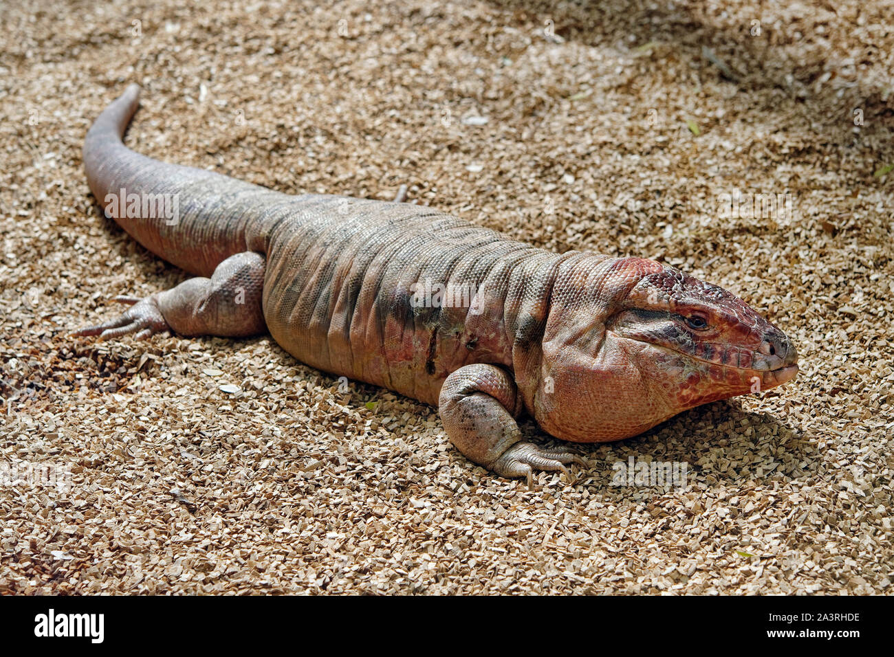 Red tegu - Salvator rufescens Stock Photo - Alamy