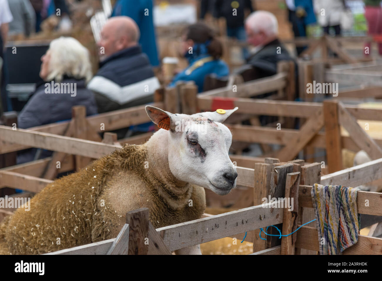 Sheep at Masham Sheep Fair Stock Photo - Alamy