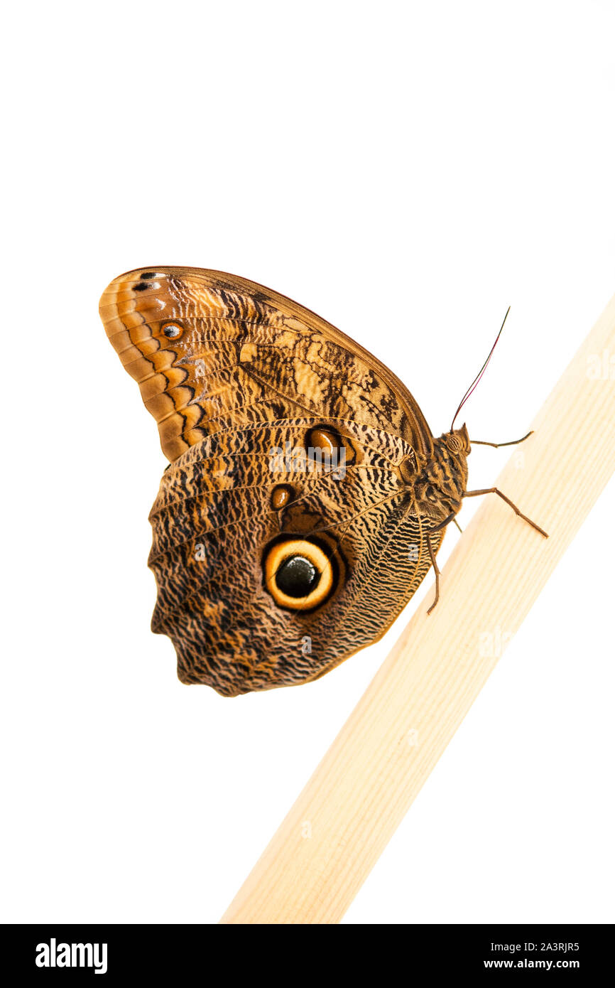 An exotic butterfly (blue morpho) resting on a stick Stock Photo - Alamy