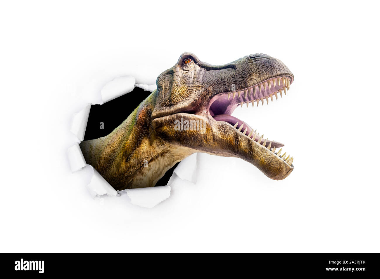 A Tyrannosaurus Rex T Rex dinosaur pokes his head through the white paper wall with its claws ...