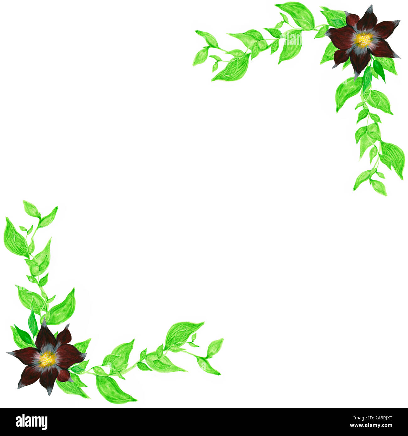 frame with green leaves and red flowers isolated on white background ...