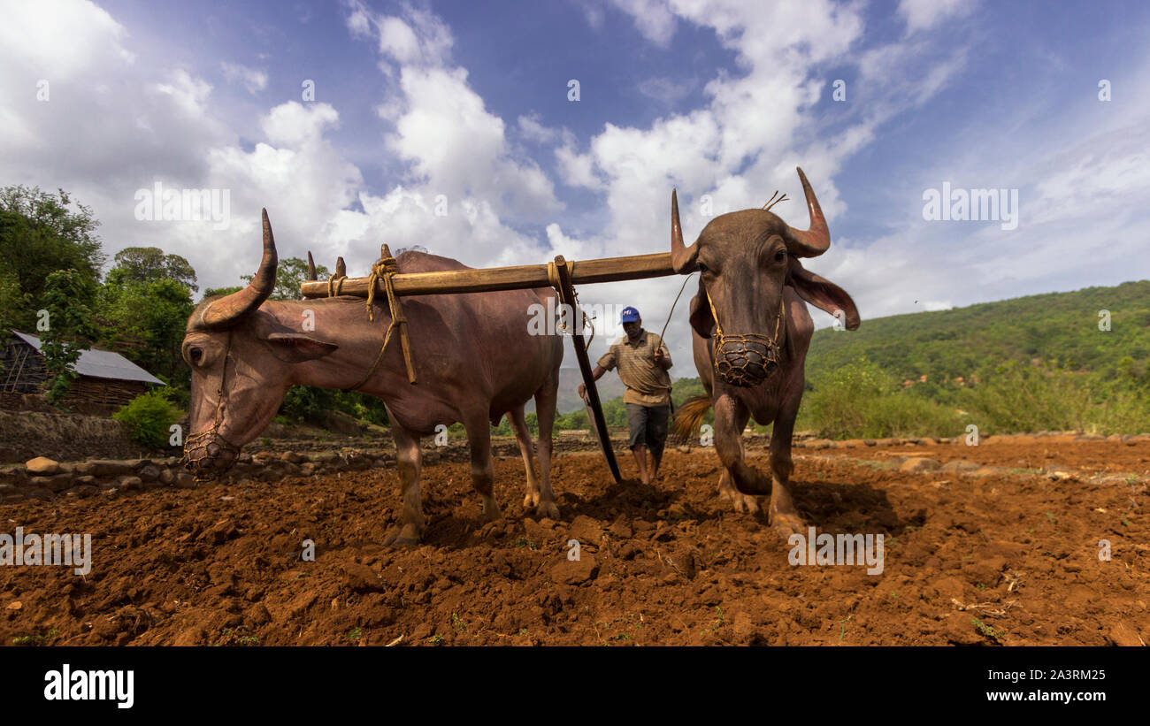 DAILY ROUTINE OF FARMER Stock Photo - Alamy