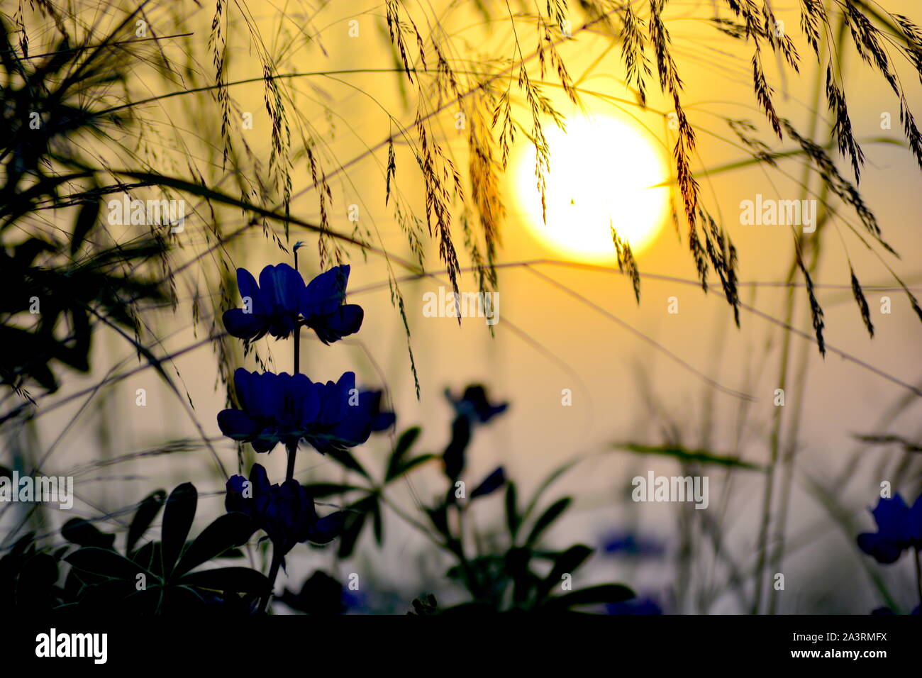 Wild turkey on green hillside hi-res stock photography and images - Alamy