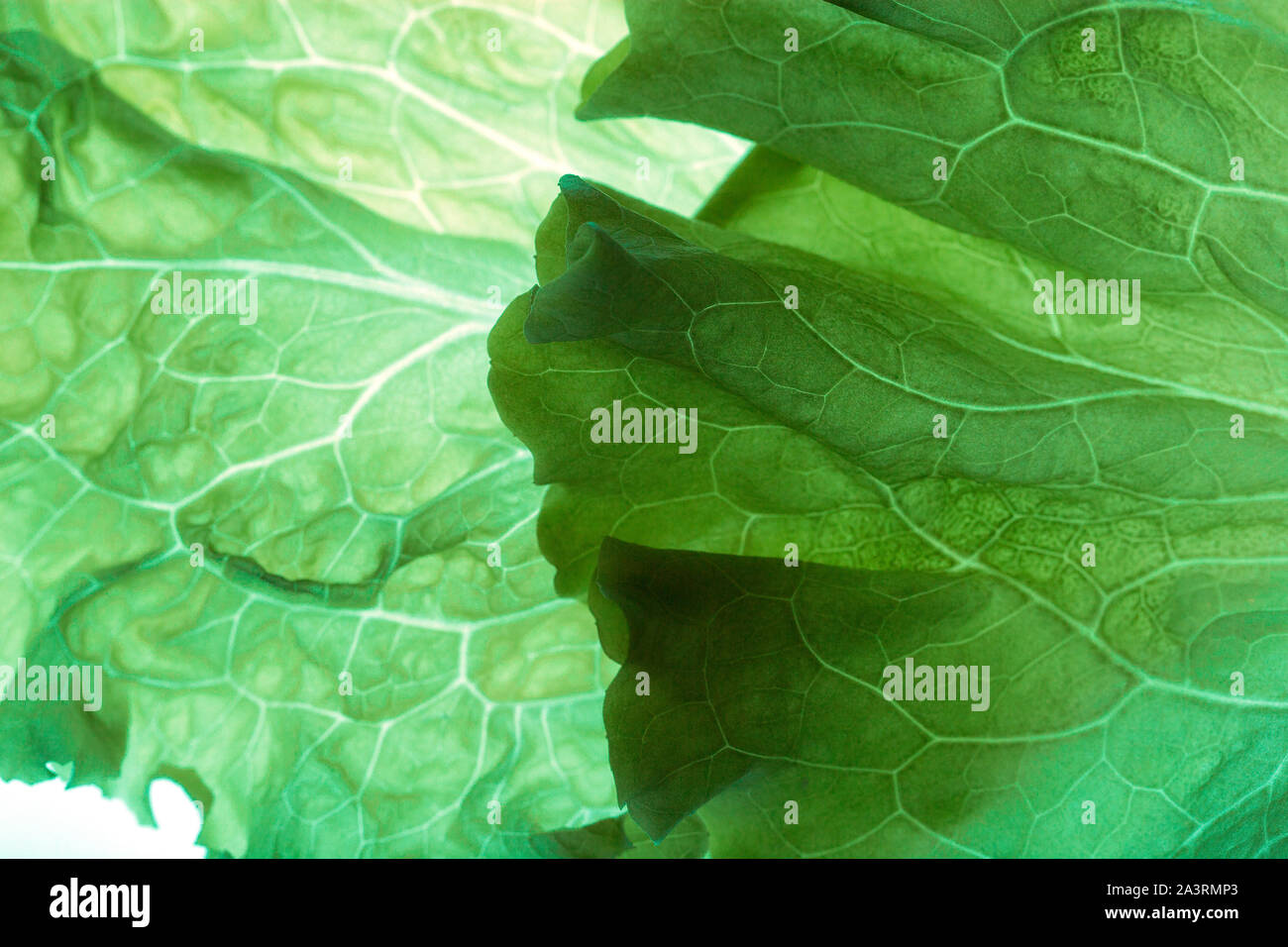 Green lettuce leaves background Stock Photo - Alamy