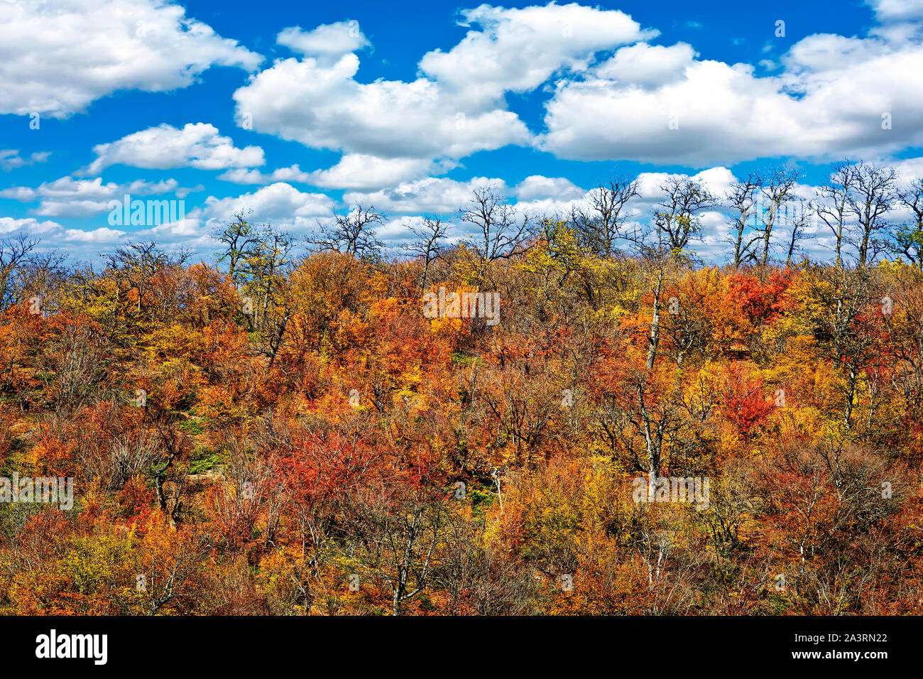 Iran jungle hi-res stock photography and images - Alamy