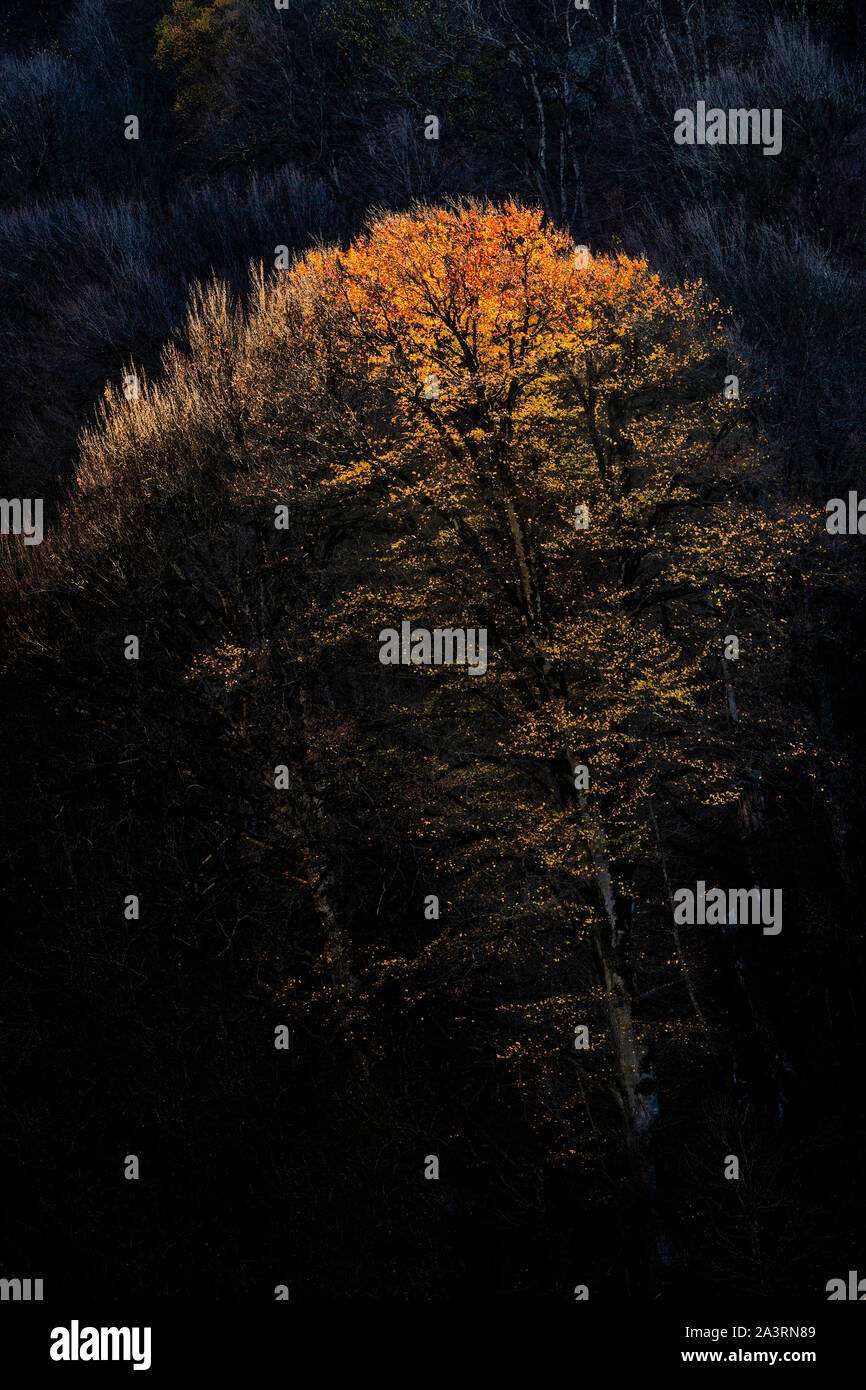 Iran Jungle High Resolution Stock Photography and Images - Alamy