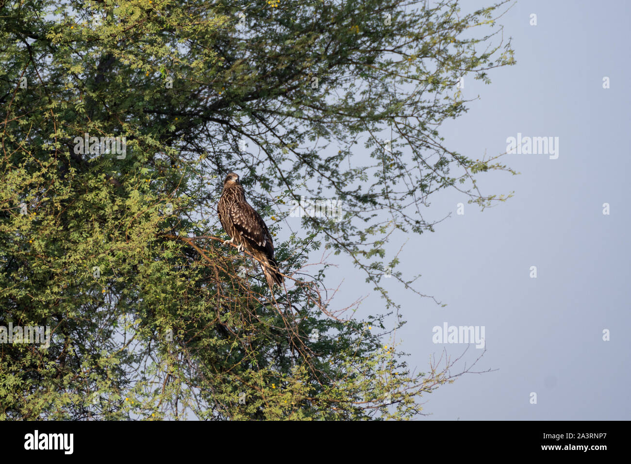 Tal chhapar hi-res stock photography and images - Alamy