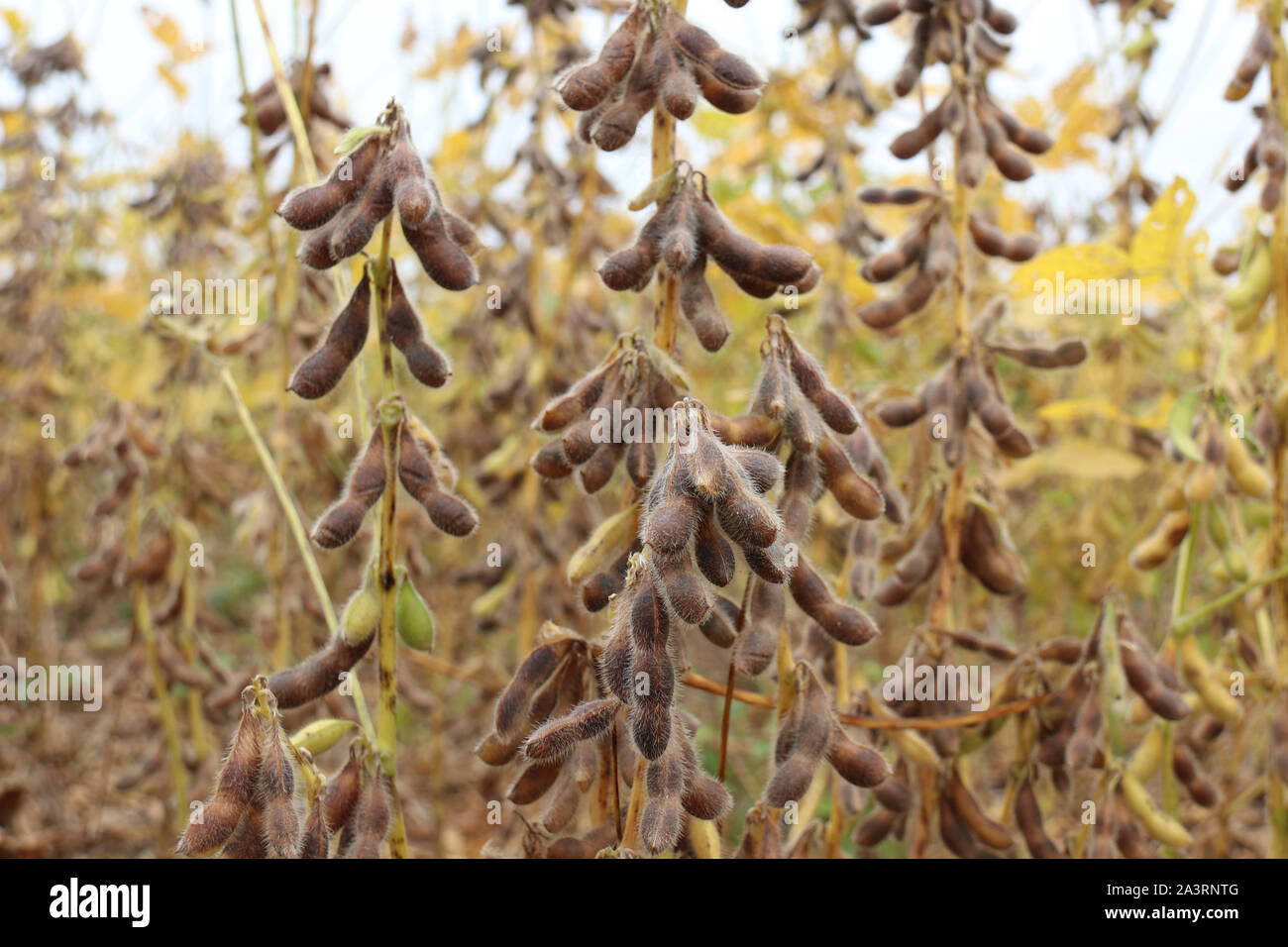 Soybean varieties hi-res stock photography and images - Alamy
