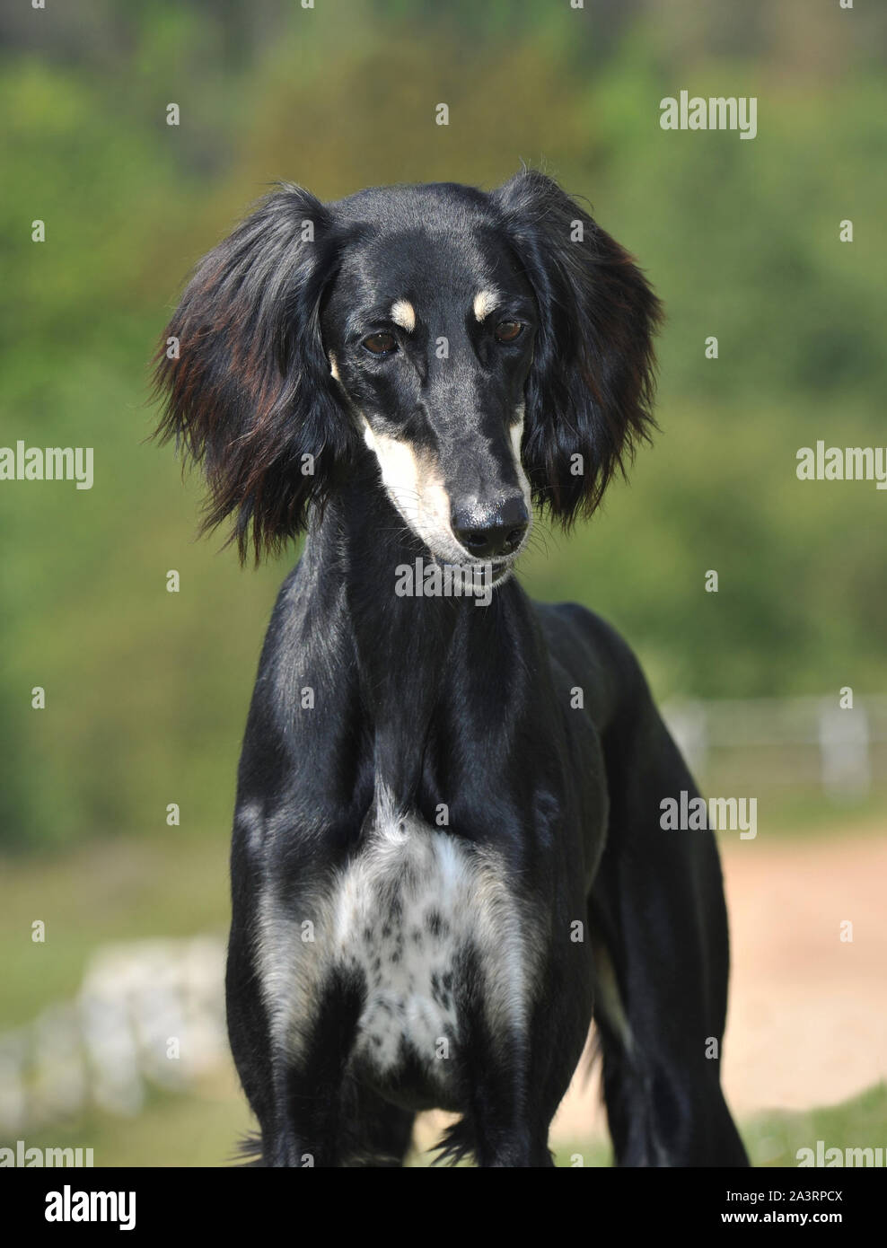 Arabian saluki hi-res stock photography and images - Alamy