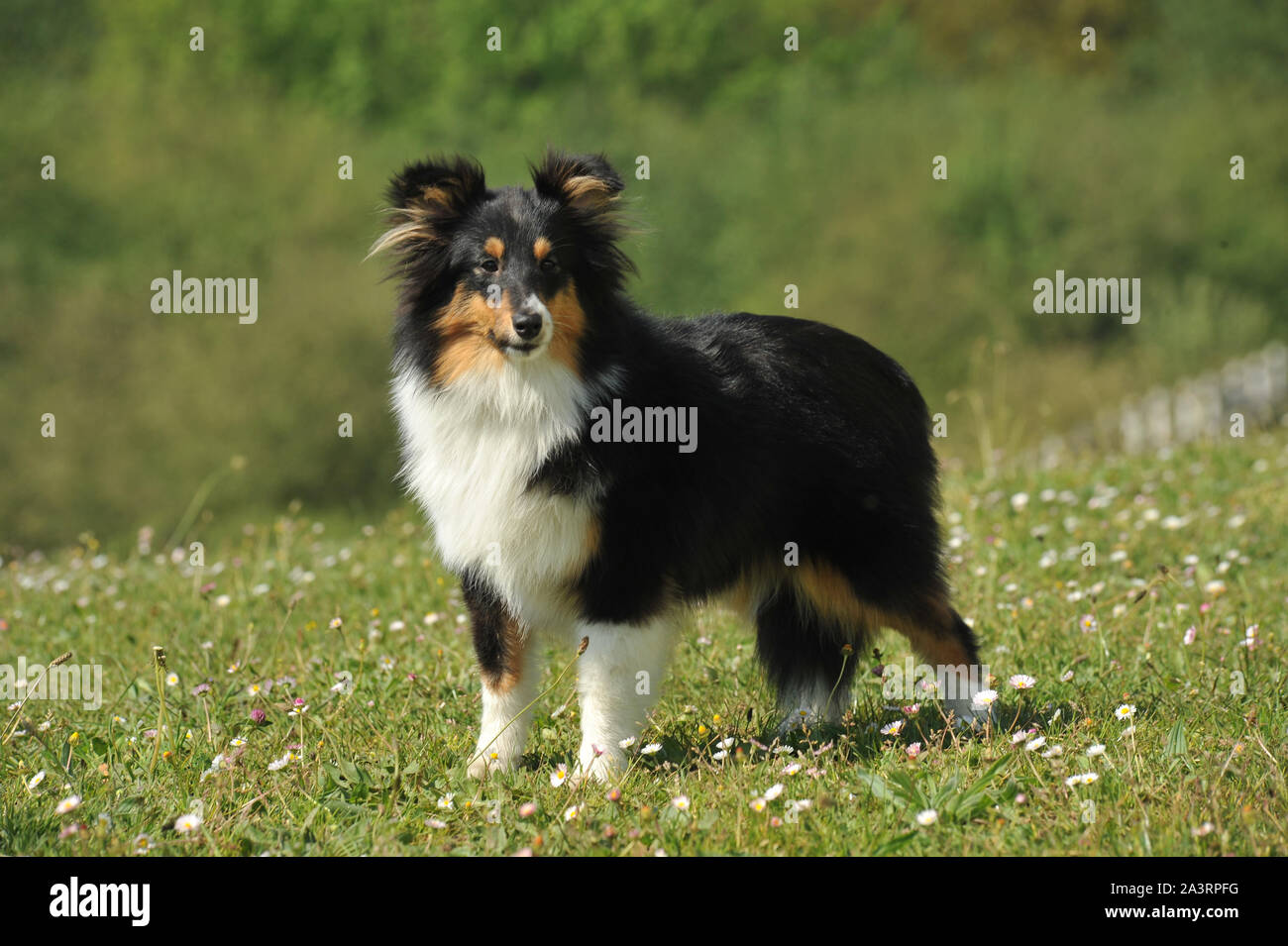 Shetland sheepdog purebred dog on the grass Stock Photo - Alamy