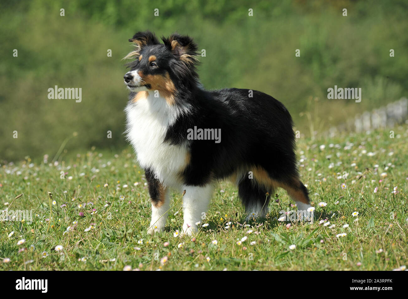 Portrait shetland sheepdog puppy hi-res stock photography and images ...