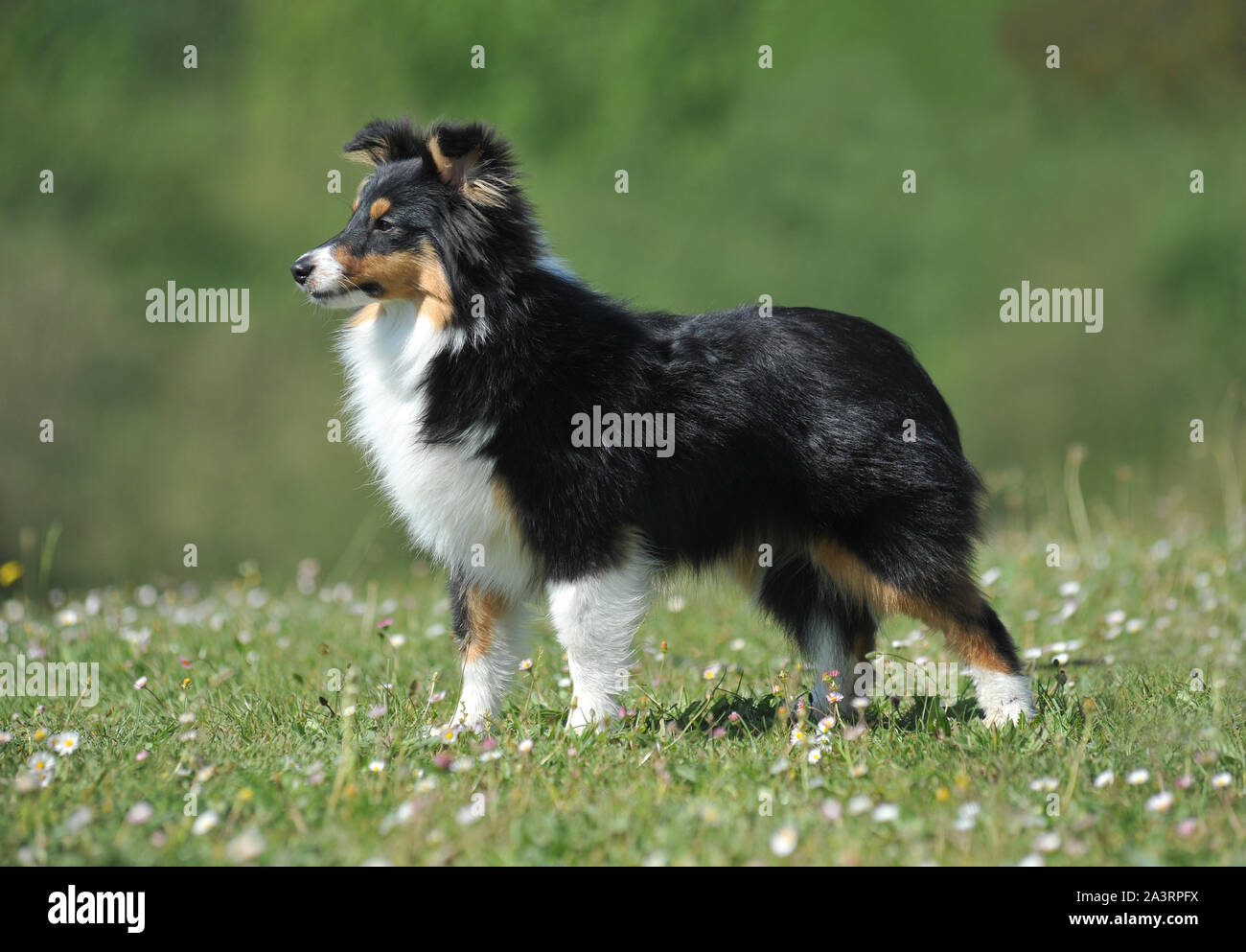 Shetland sheep dog hi-res stock photography and images - Alamy