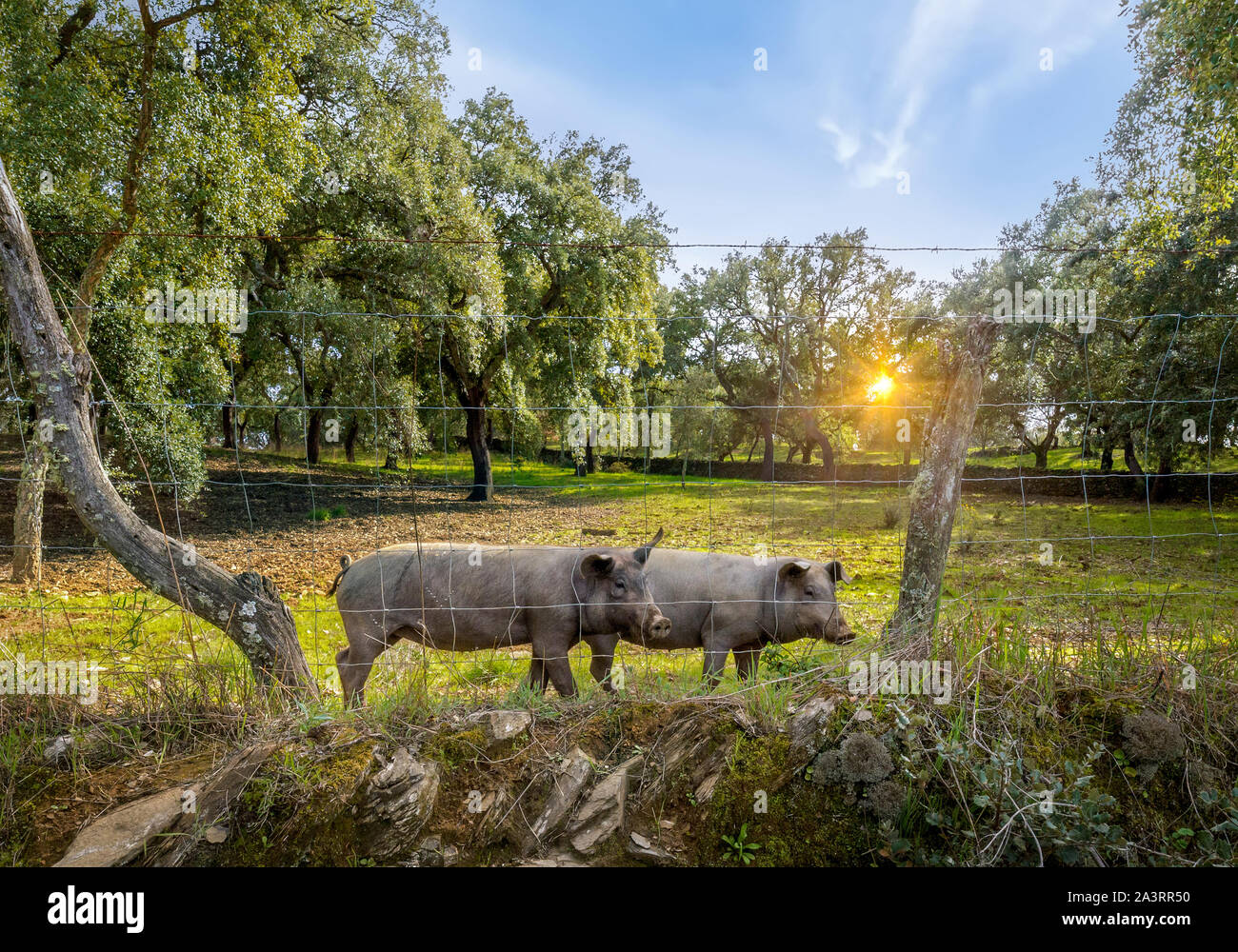 Iberian pigs in a green meadow at spring Stock Photo - Alamy
