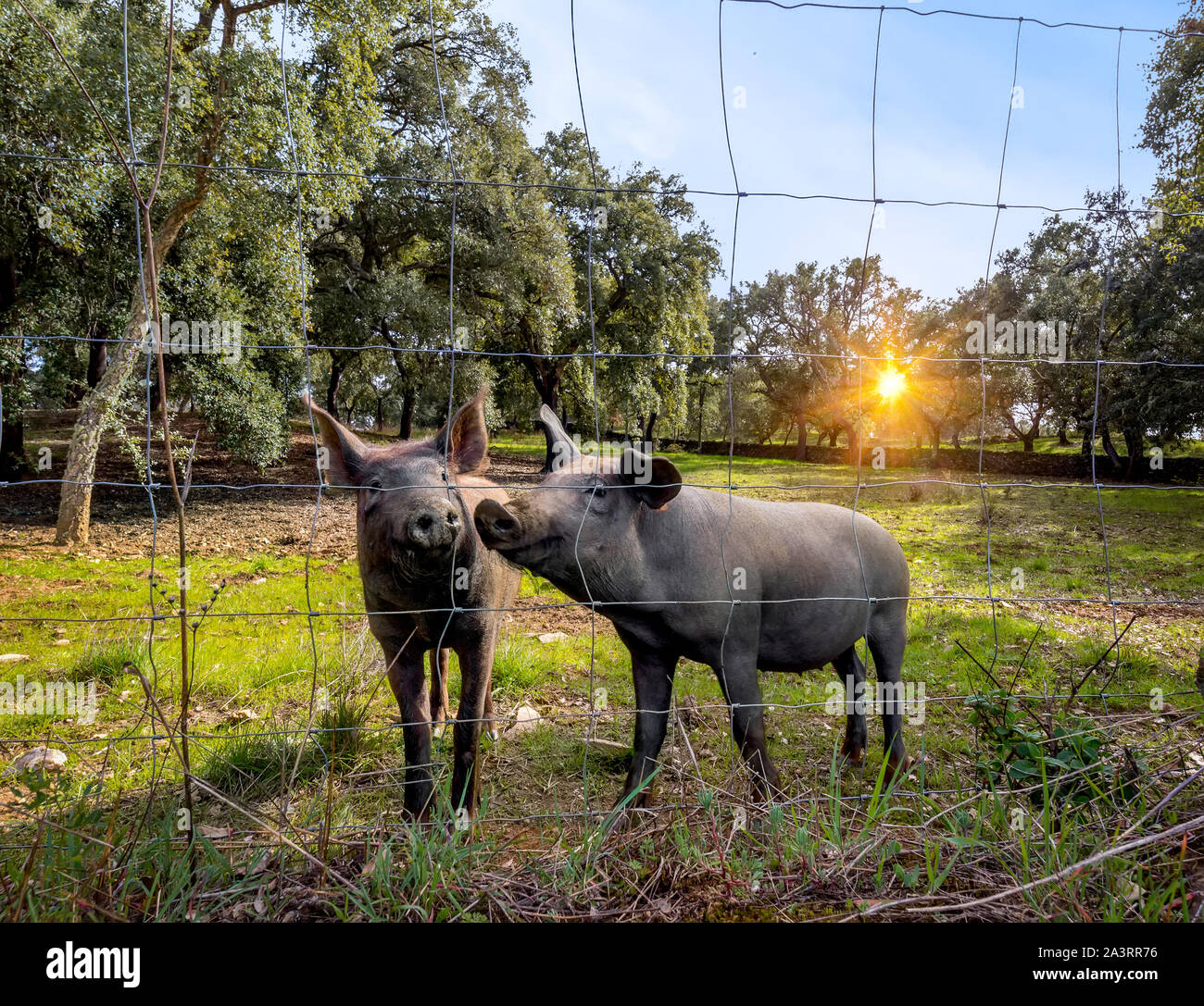 Iberian pigs in a green meadow at spring Stock Photo - Alamy