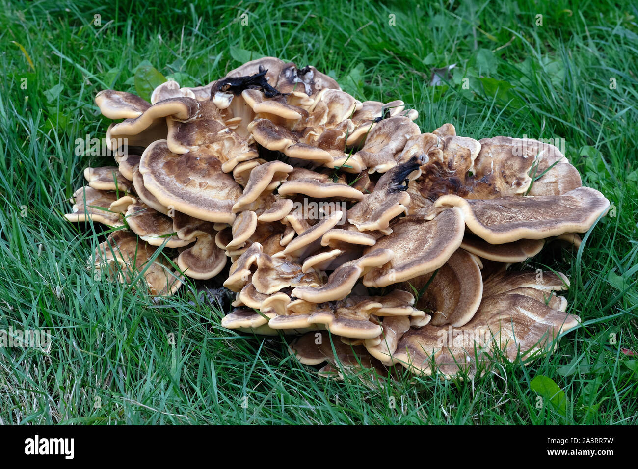 Bracket fungus clump on rotting tree stump in urban garden Stock Photo ...