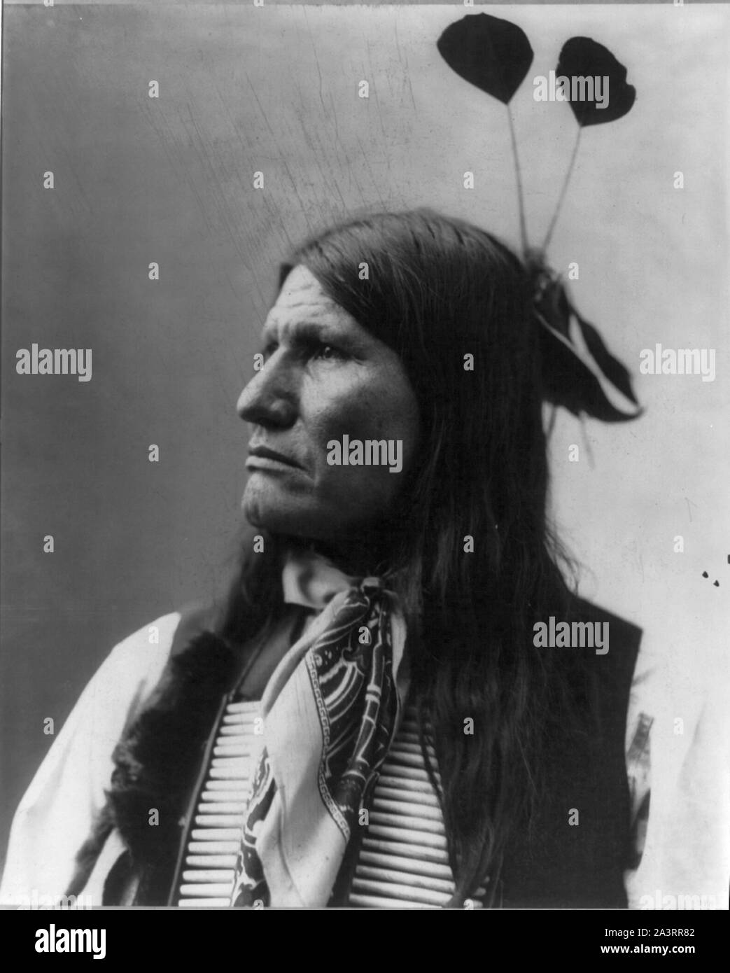 Birds graceful Black and White Stock Photos & Images - Alamy