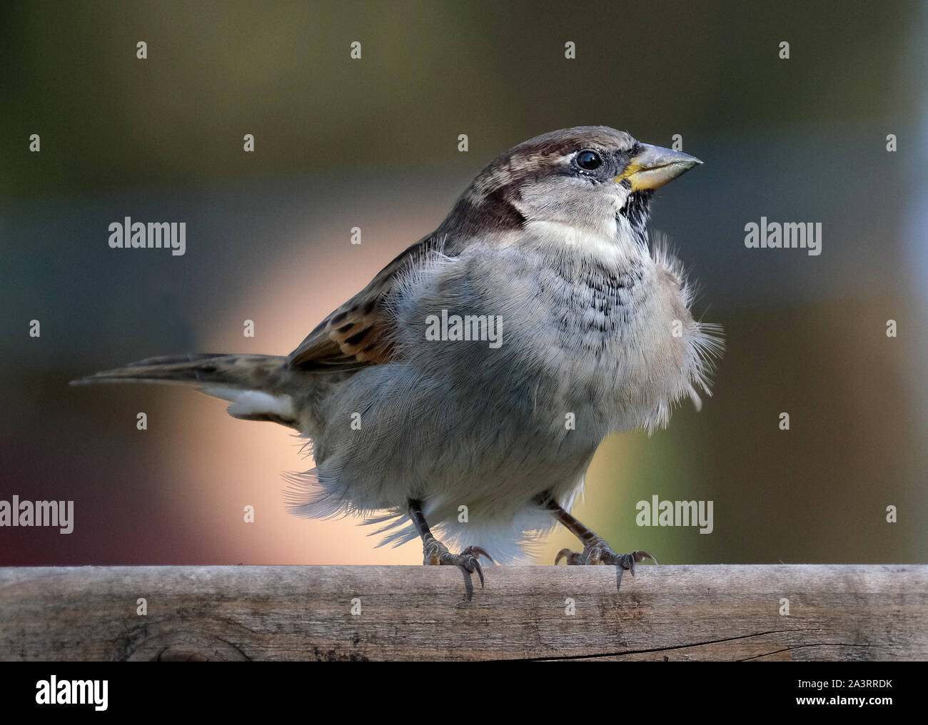 Female house sparrow in flight hi-res stock photography and images - Alamy