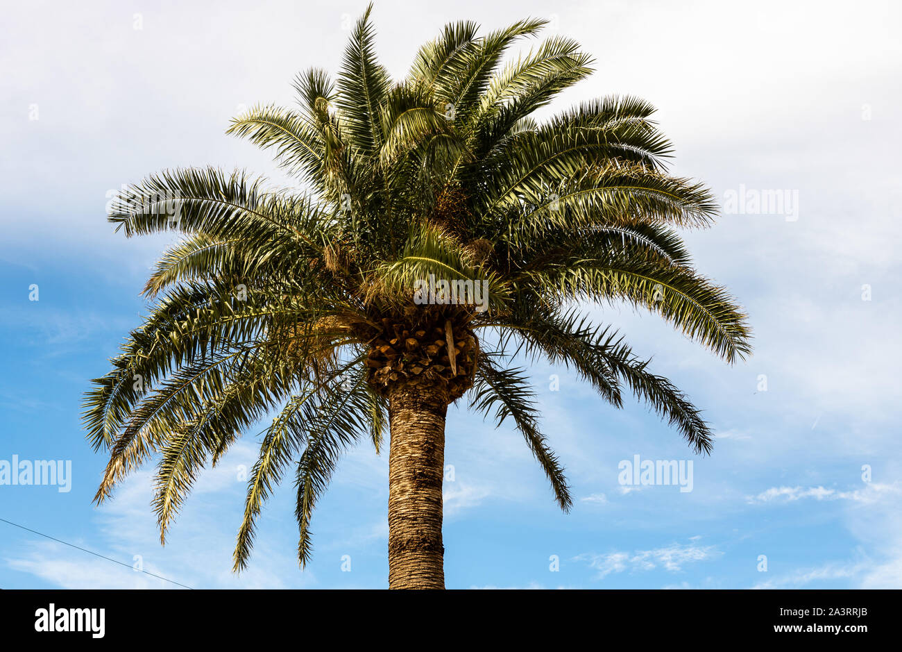 Close up photo of a palm tree hi-res stock photography and images - Alamy