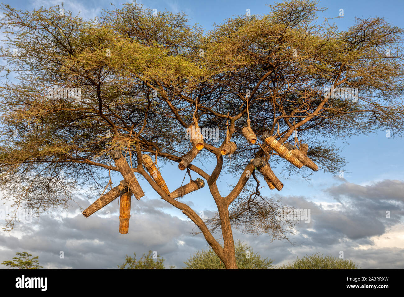 African bee hive hi-res stock photography and images - Alamy