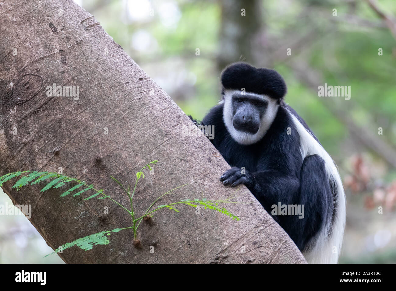 beautiful monkey Colobus guereza, in natural habitat near Lake Awassa ...