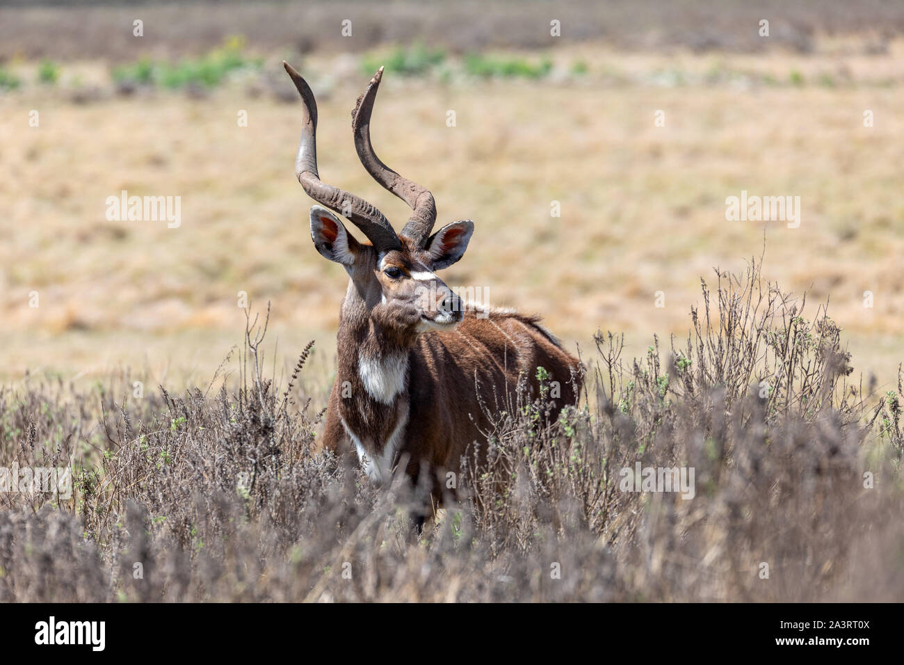 majestic male of endemic very rare Mountain nyala, Tragelaphus buxtoni ...